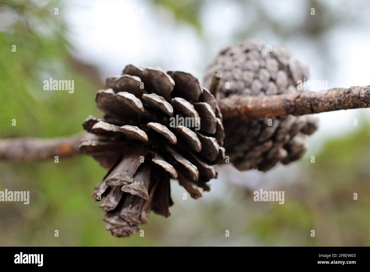 Close-up image of the sand pine tree, species also known as Florida ...
