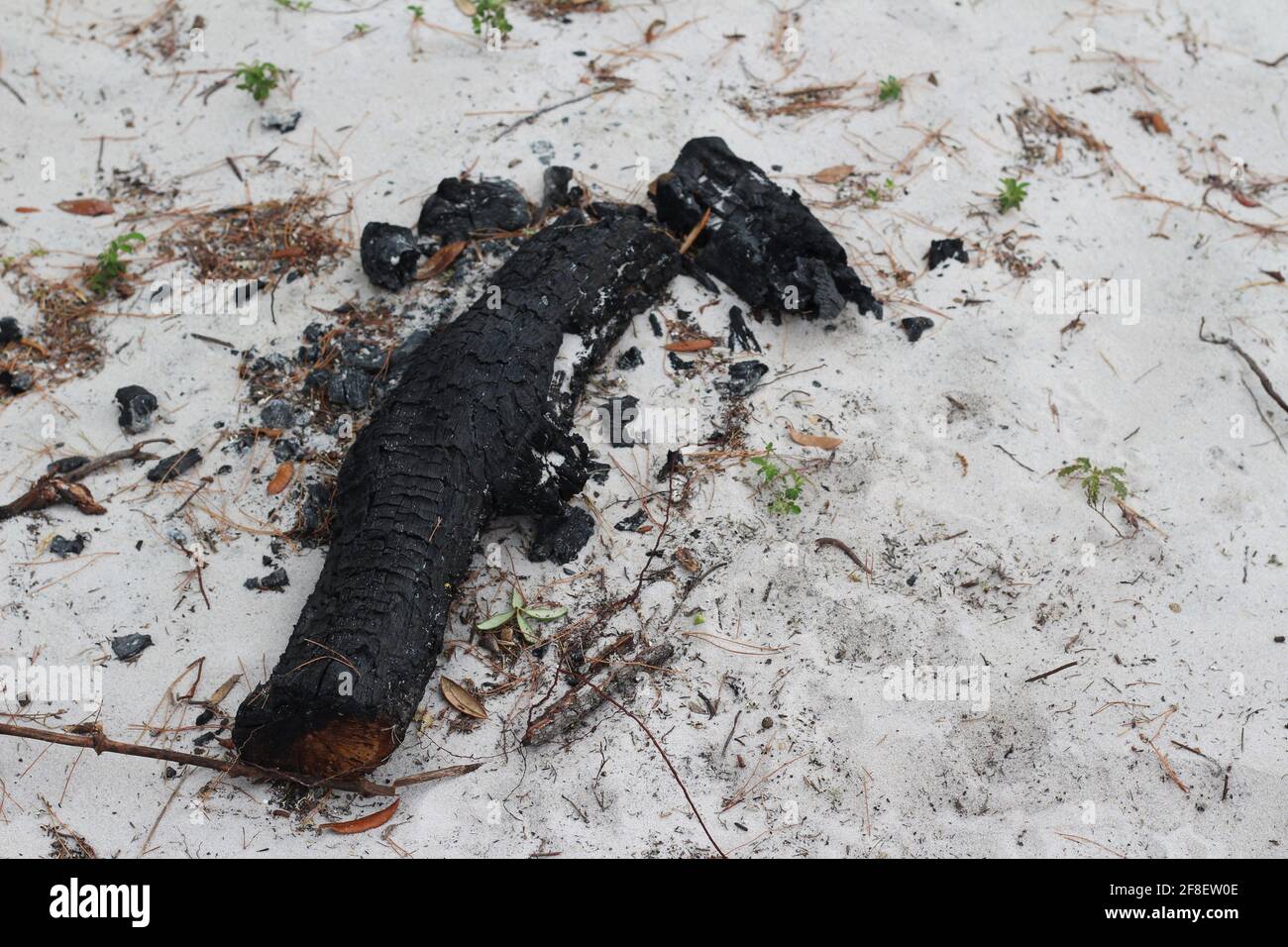 Damage from tree roots hi-res stock photography and images - Alamy