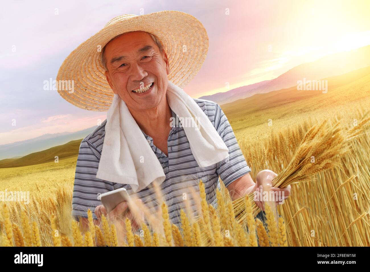 Farmers in the wheat field using a mobile phone Stock Photo - Alamy