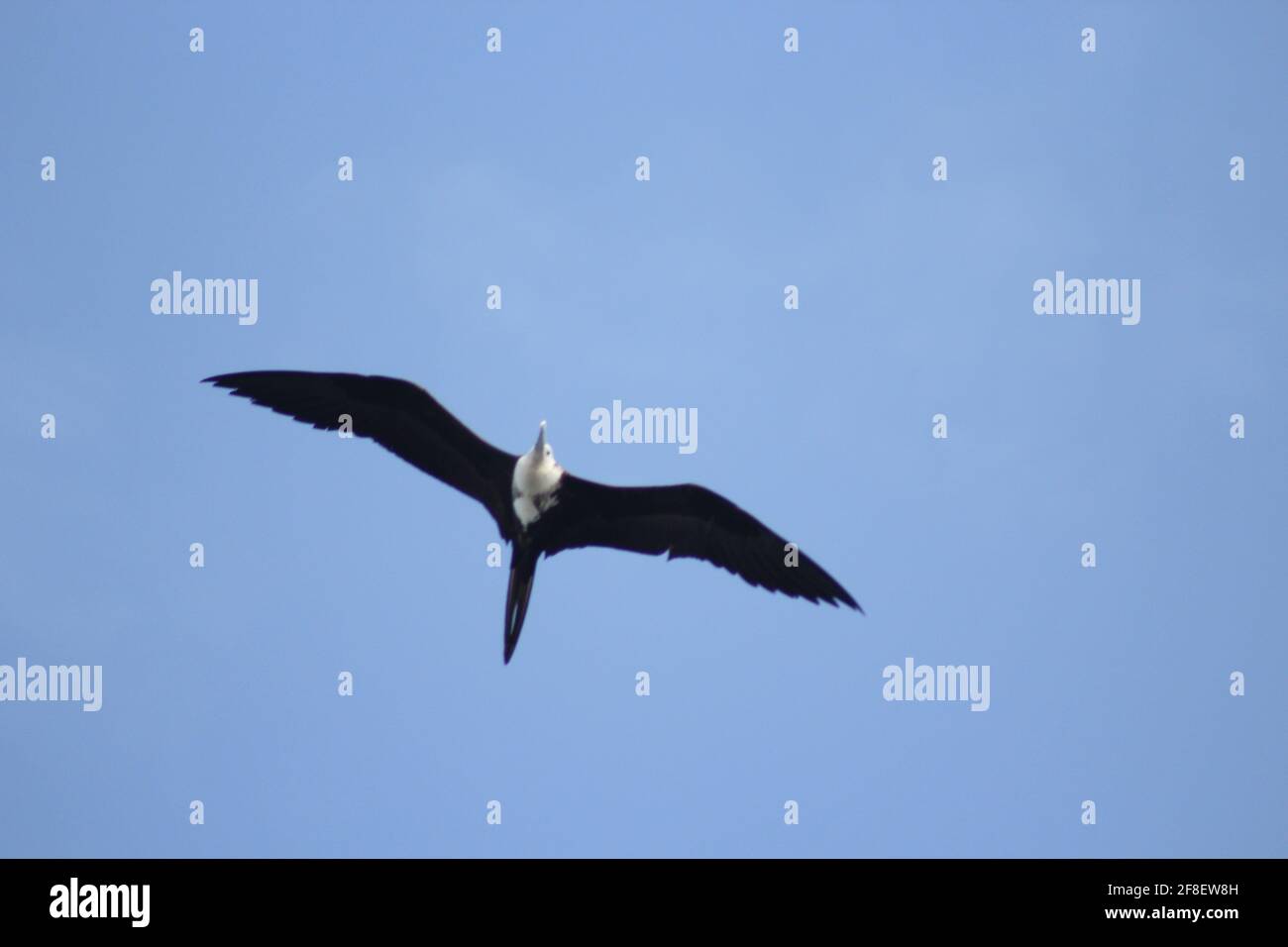 A Frigate bird flying in the air Stock Photo - Alamy
