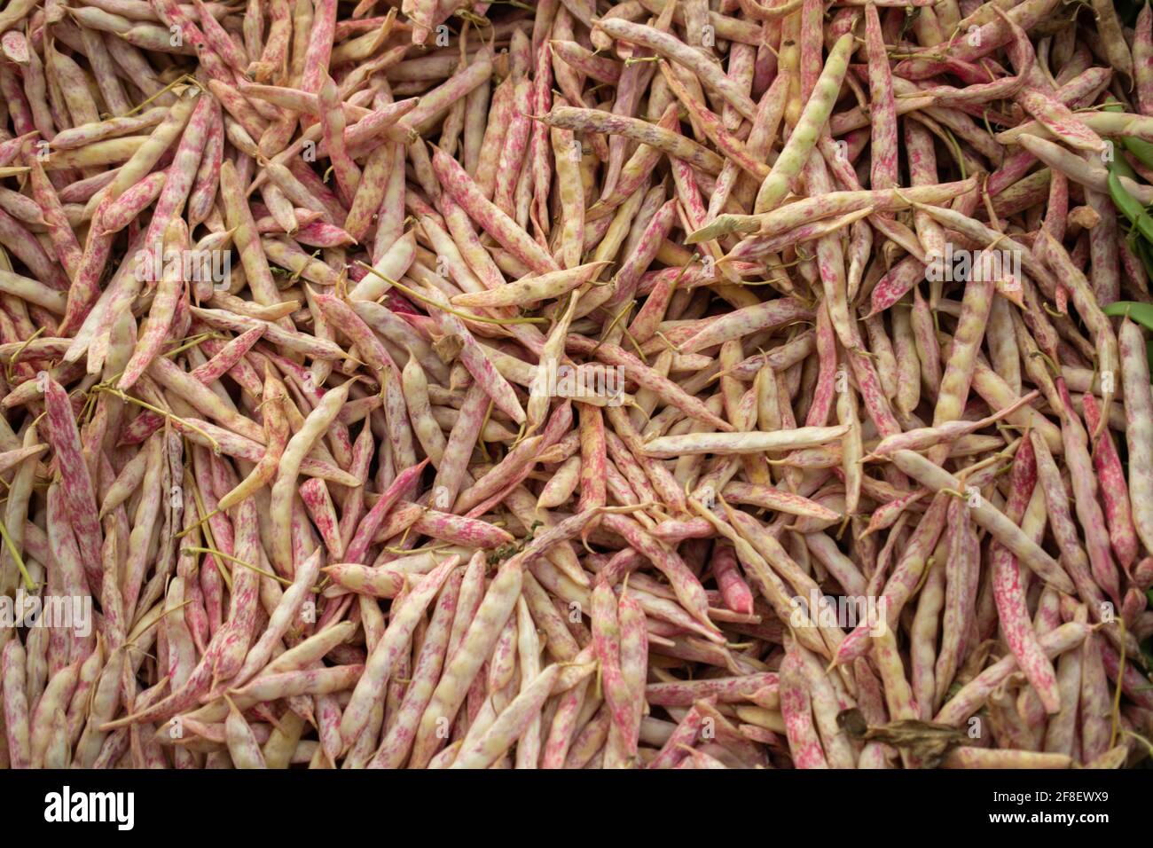 French bean plant in container hi-res stock photography and images - Alamy