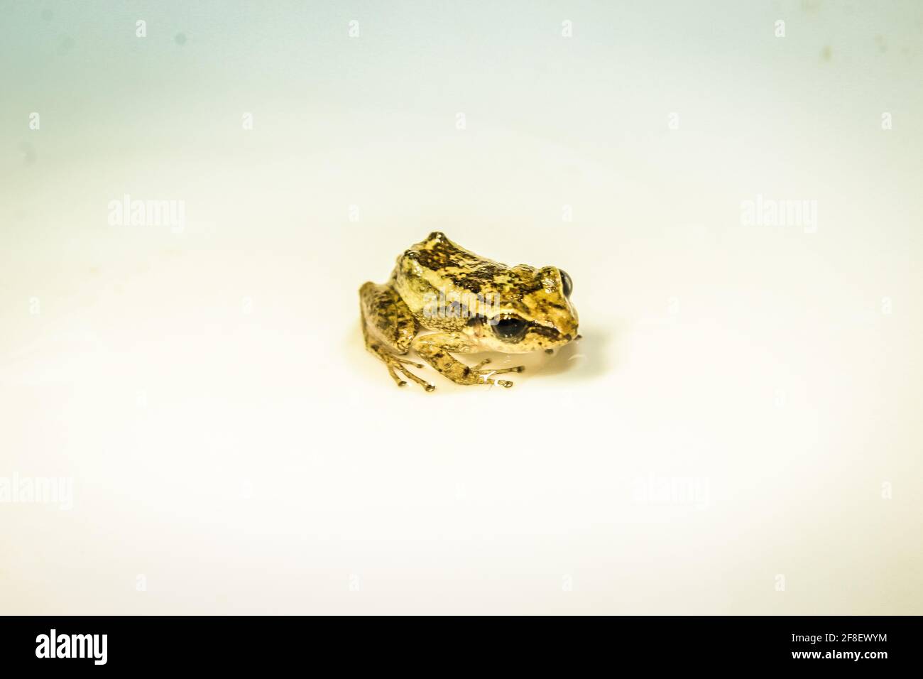 Frog species borneo hi-res stock photography and images - Alamy