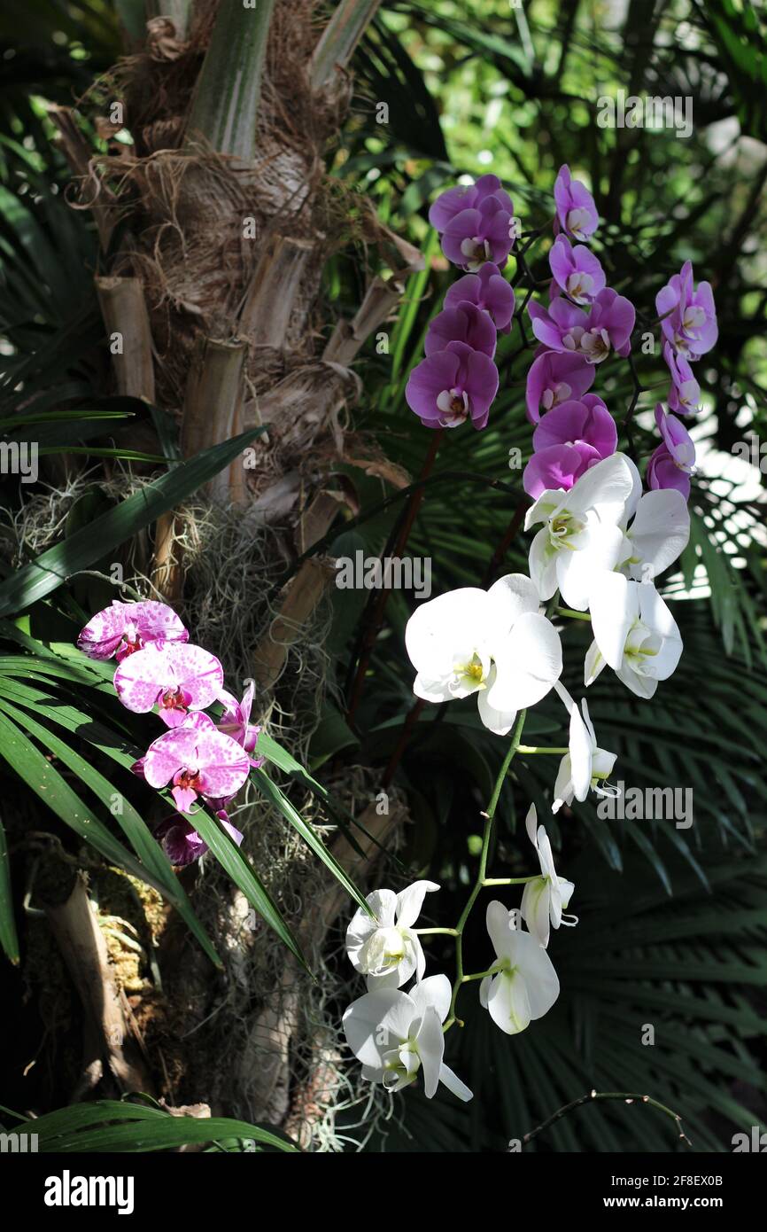 Beautiful close-up of blooming orchids in an outdoor garden patio Stock ...