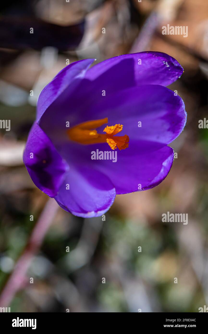 Crocus plant in the forest Stock Photo - Alamy