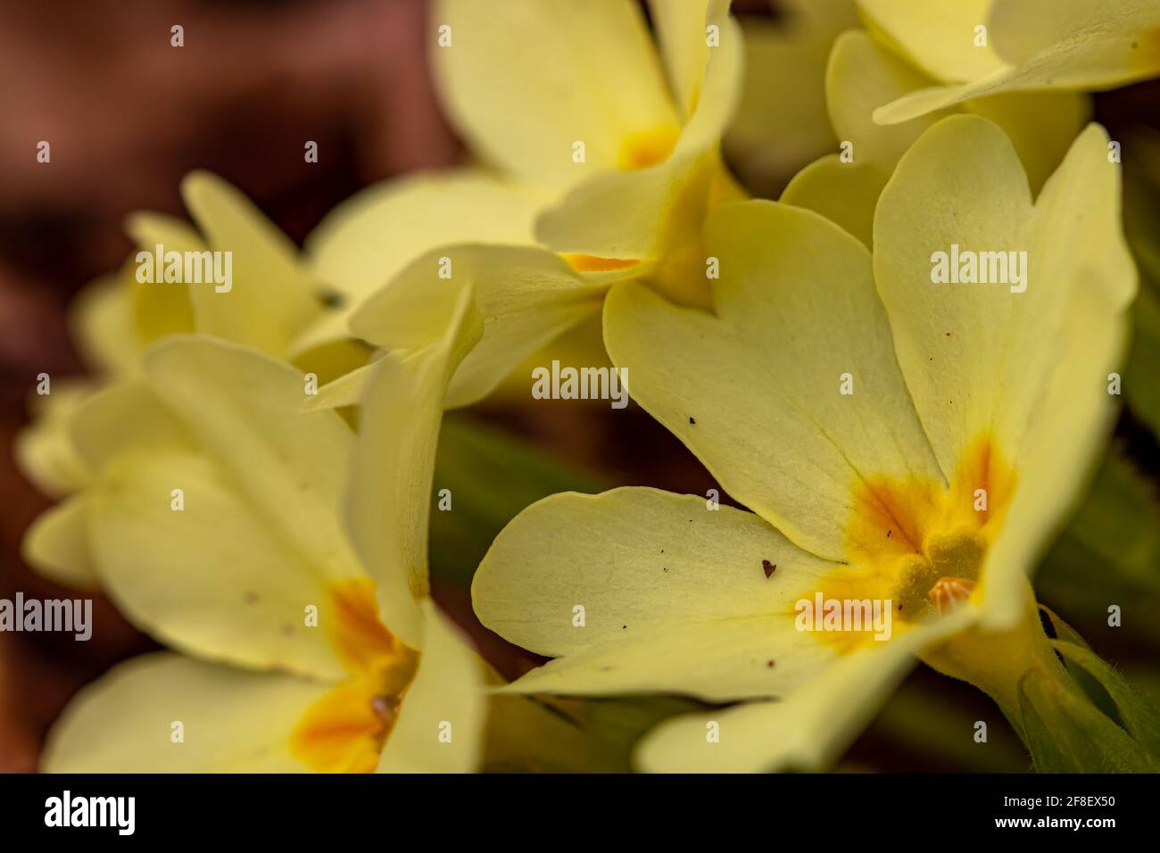 Bunch of yellow flowering primroses hi-res stock photography and images ...