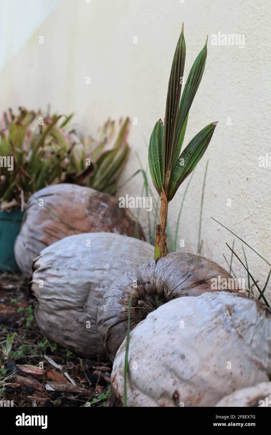 Young coconut palm tree sprout hi-res stock photography and images - Alamy