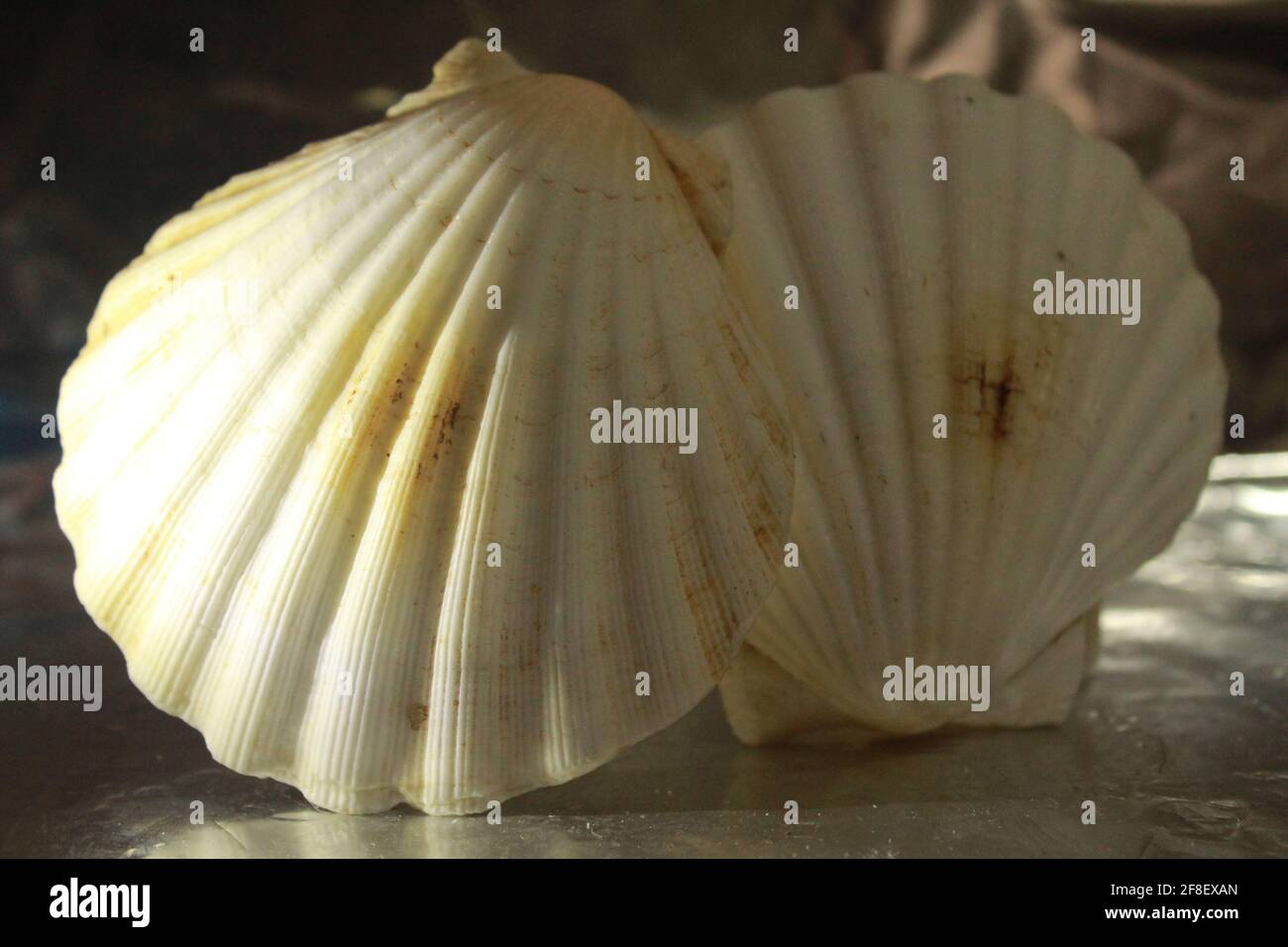 Scallop shell shells hi-res stock photography and images - Alamy