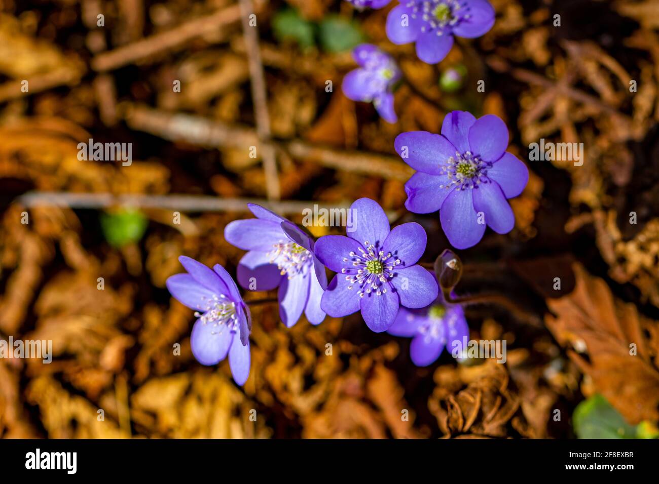 Hepatica flowers in the forest, macro Stock Photo - Alamy
