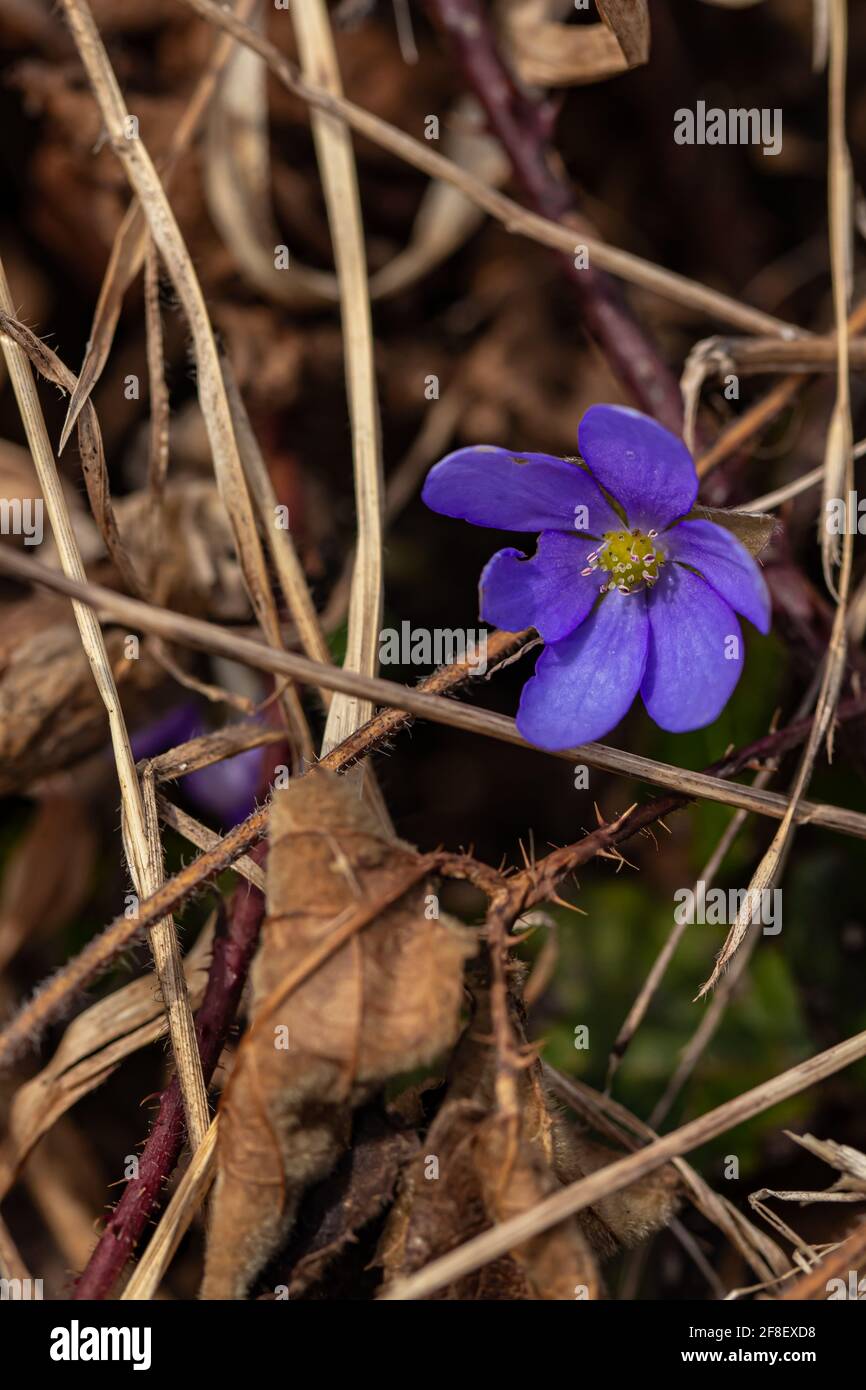 Hepatica flower in the forest Stock Photo - Alamy