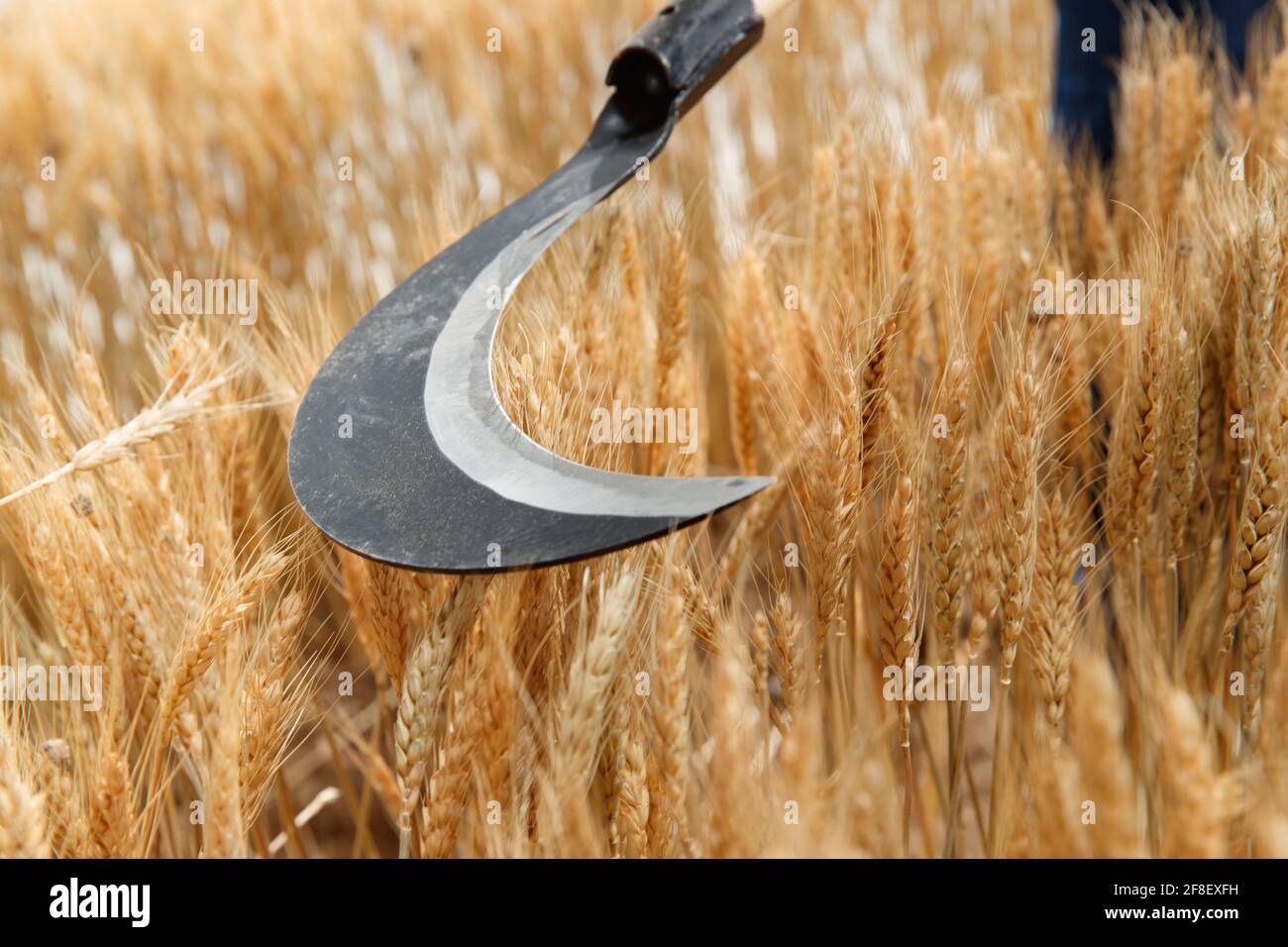 Farmers harvest wheat with a sickle Stock Photo - Alamy
