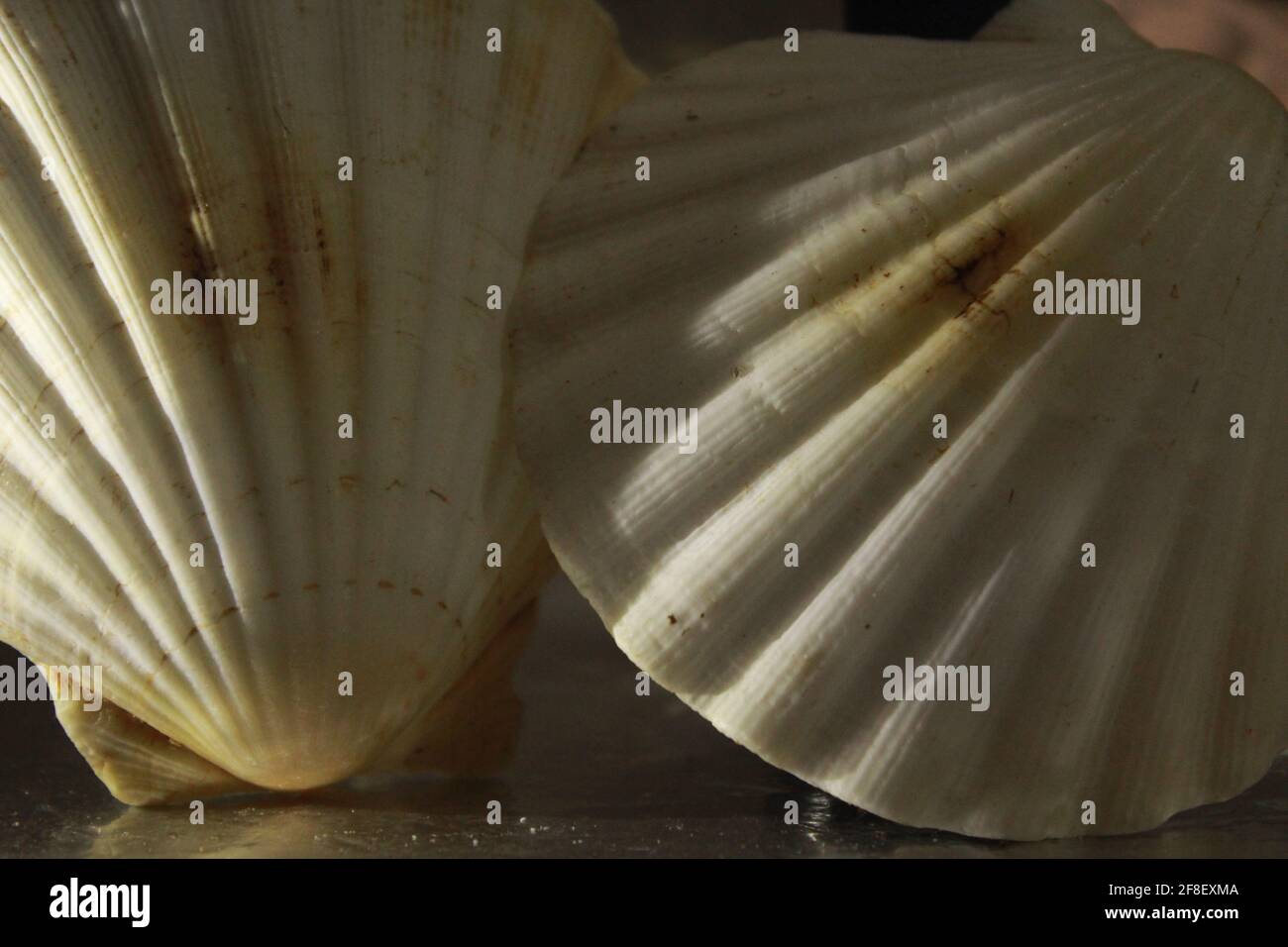 Frozen scallop hi-res stock photography and images - Alamy