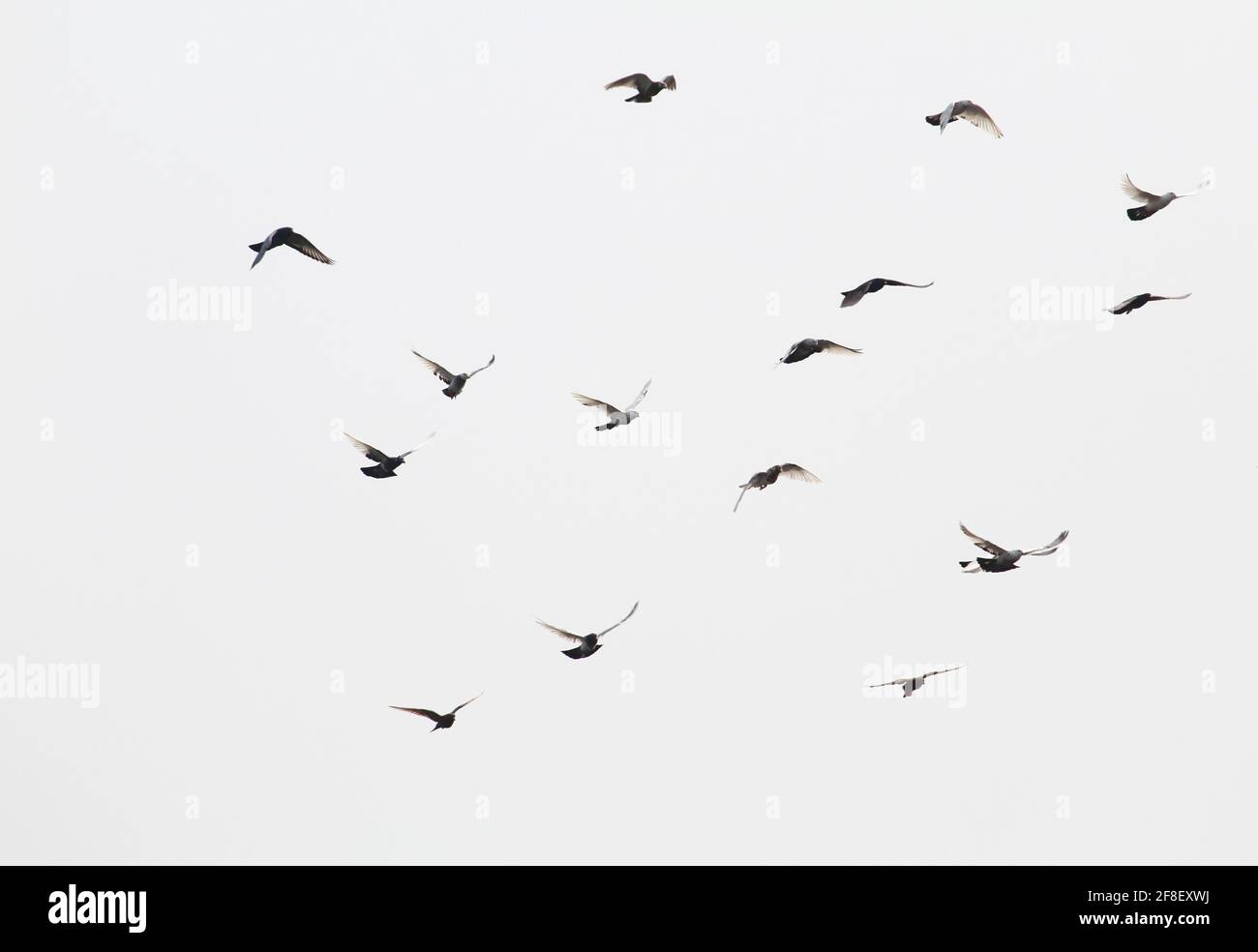 Flock of birds flying to the right on grey sky background Stock Photo ...