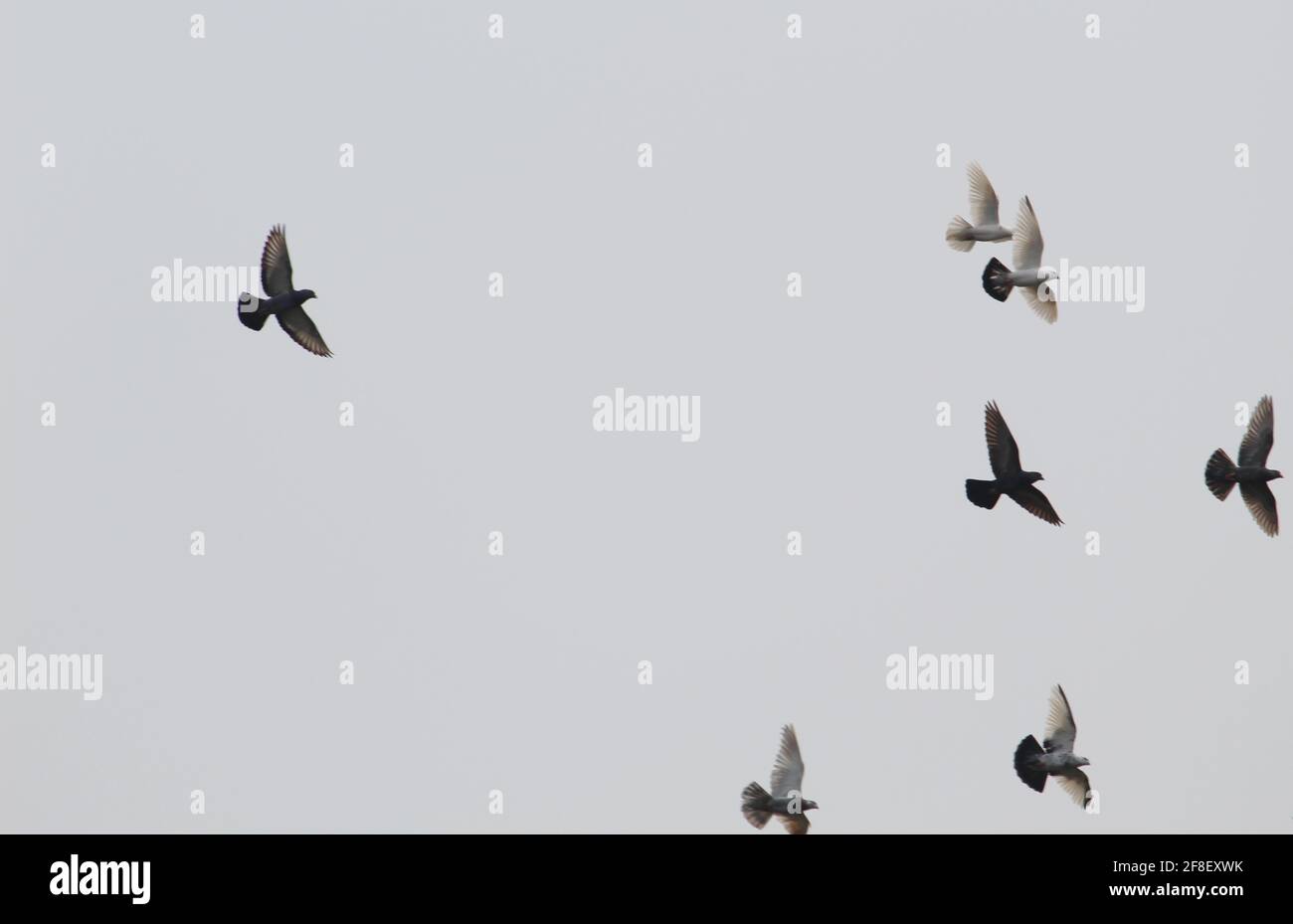 Flock of birds flying to the right on grey sky background Stock Photo ...