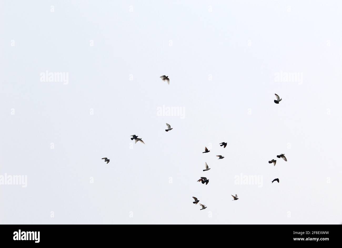 Flock of birds flying to the right on grey sky background Stock Photo ...