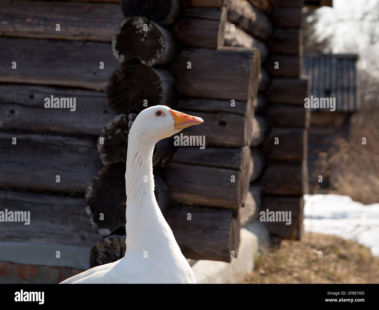 White goose with red beak stands next to old wooden building Stock ...