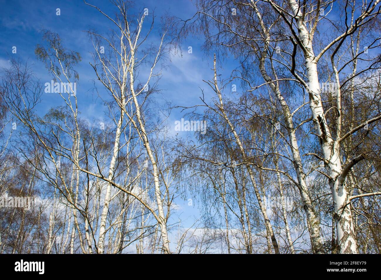 The birch trees, trees in front of spring sky and clouds Stock Photo ...