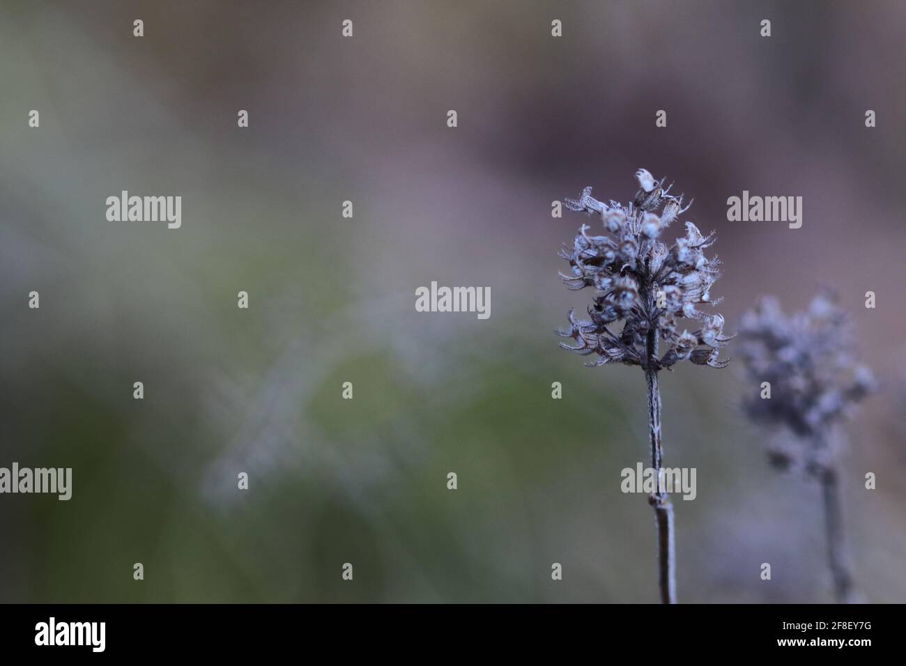 Vulnerable flower hi-res stock photography and images - Alamy