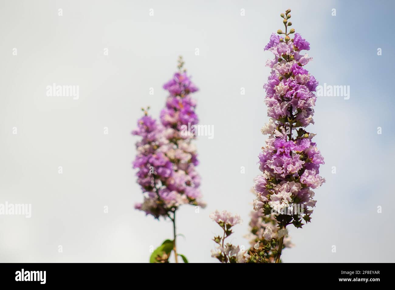 Chasteberry flowers hi-res stock photography and images - Alamy