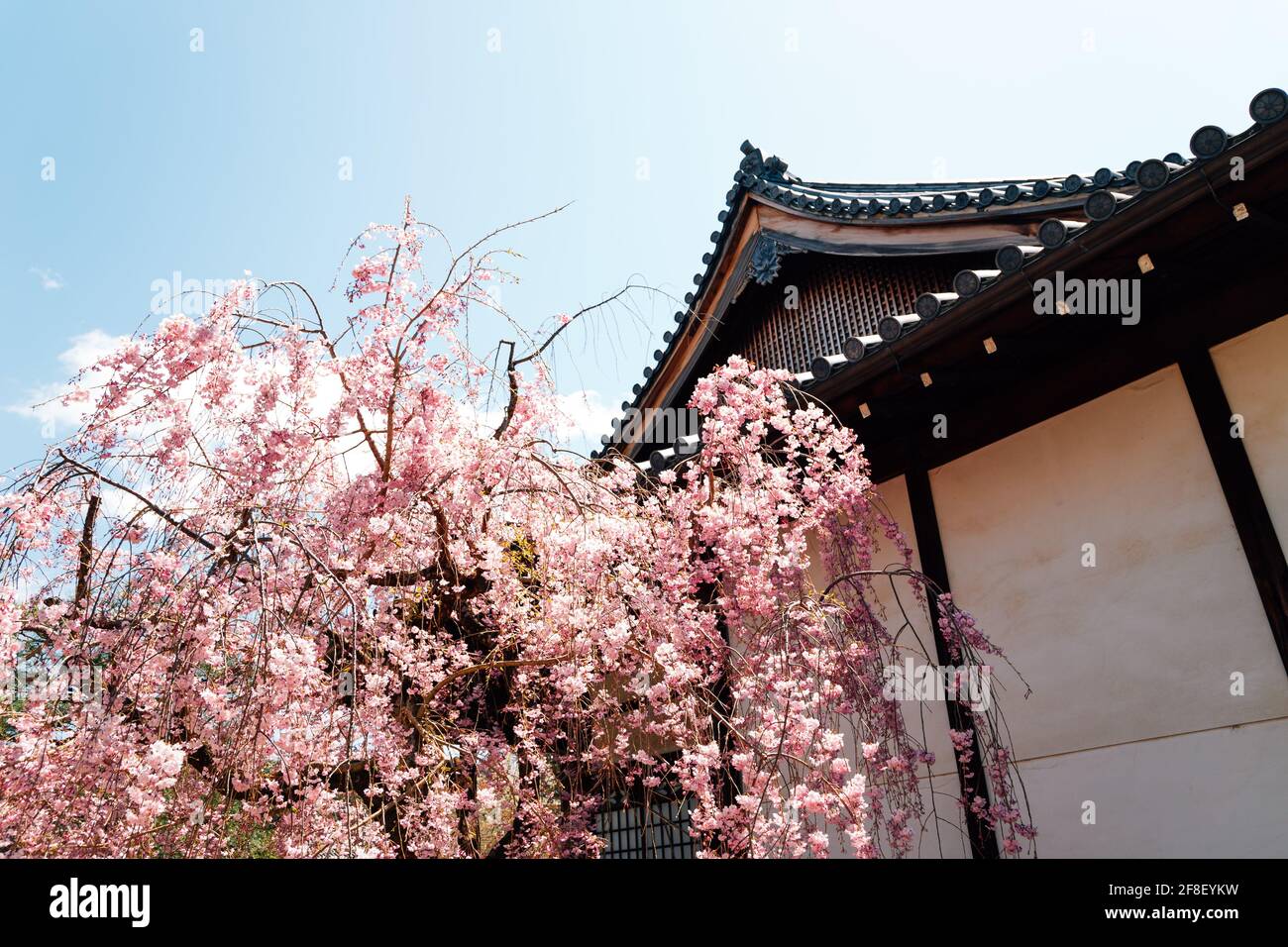 Uji byodo in temple hi-res stock photography and images - Alamy