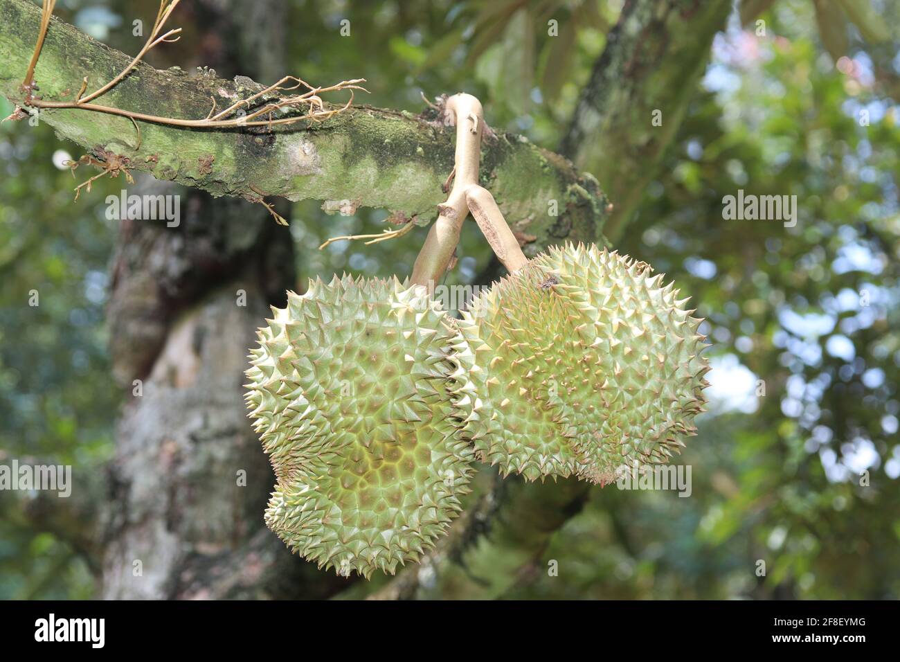 Many Monthong Durians (Thailand King of fruit) on tree in the ...