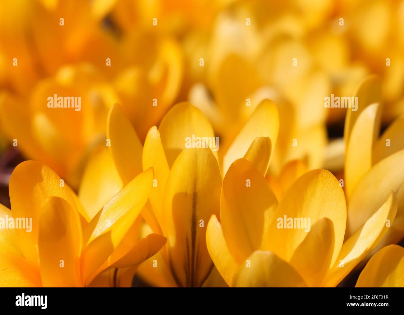 Abstract floral background, yellow crocus flowers. Macro flowers ...