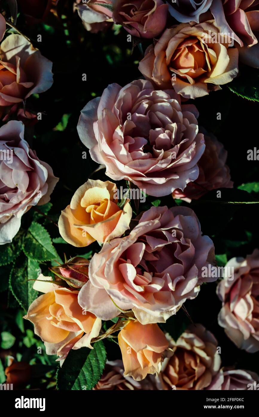 A pale pink rose bush in bloom, surrounded by green leaves with low ...