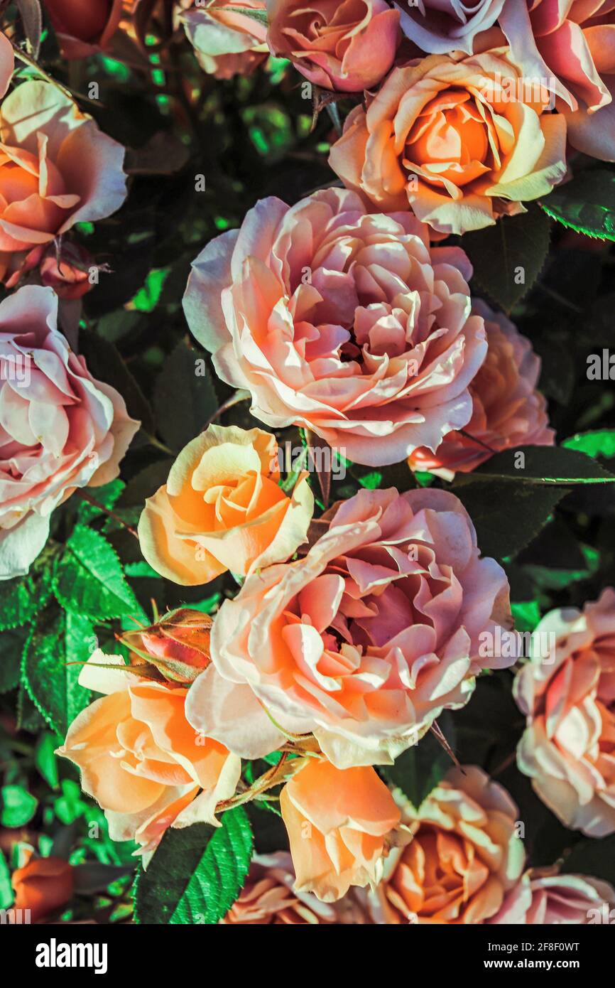 A pale pink rose bush in bloom, surrounded by green leaves with low ...