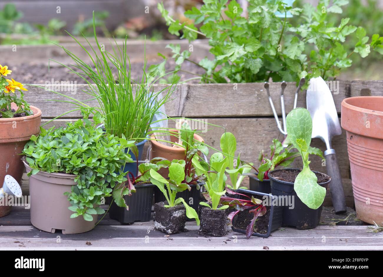 vegetable seedlings and aromatic plant with gardening equipment on a ...