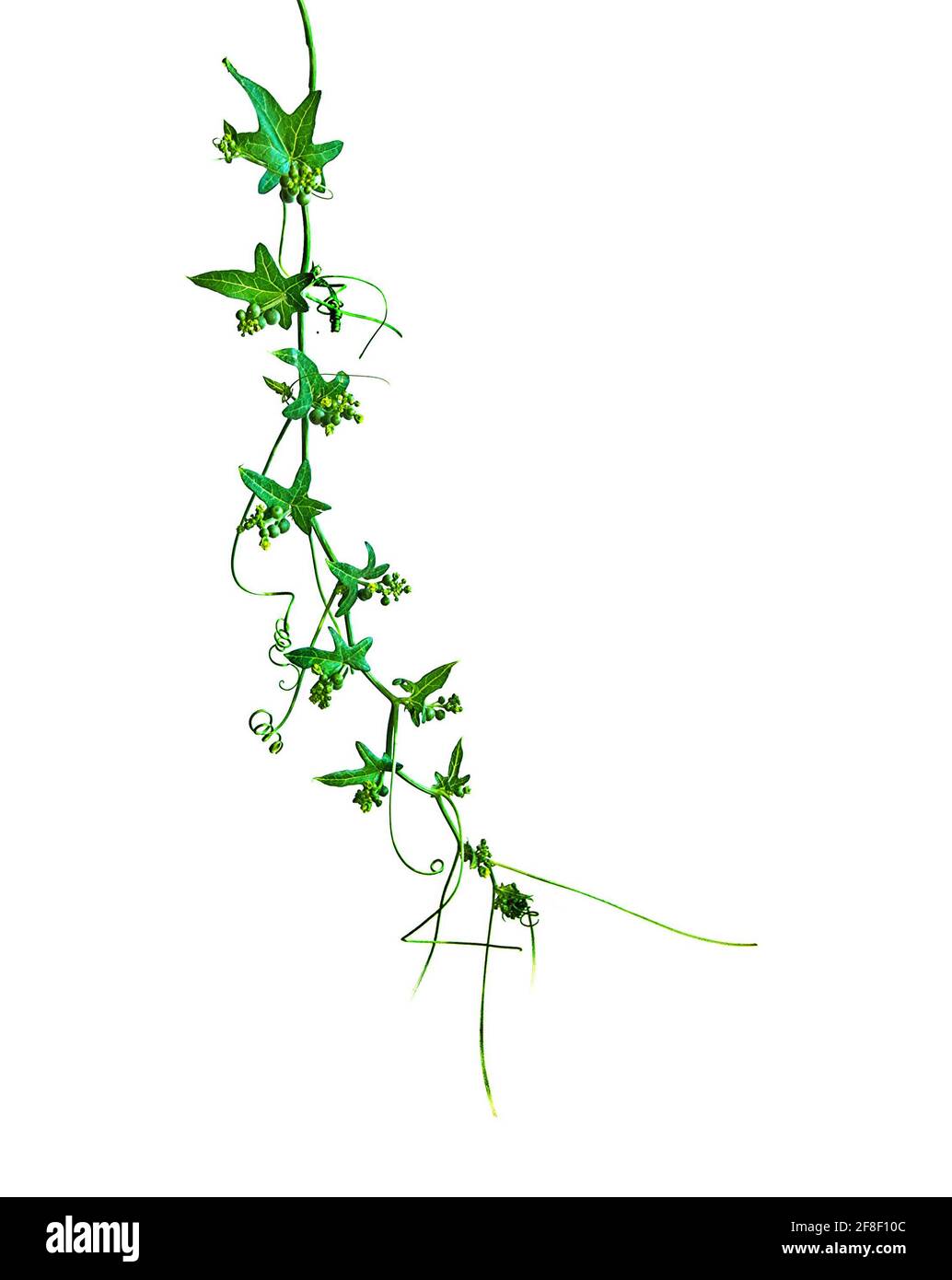 Close up of vine isolated on whit Stock Photo - Alamy