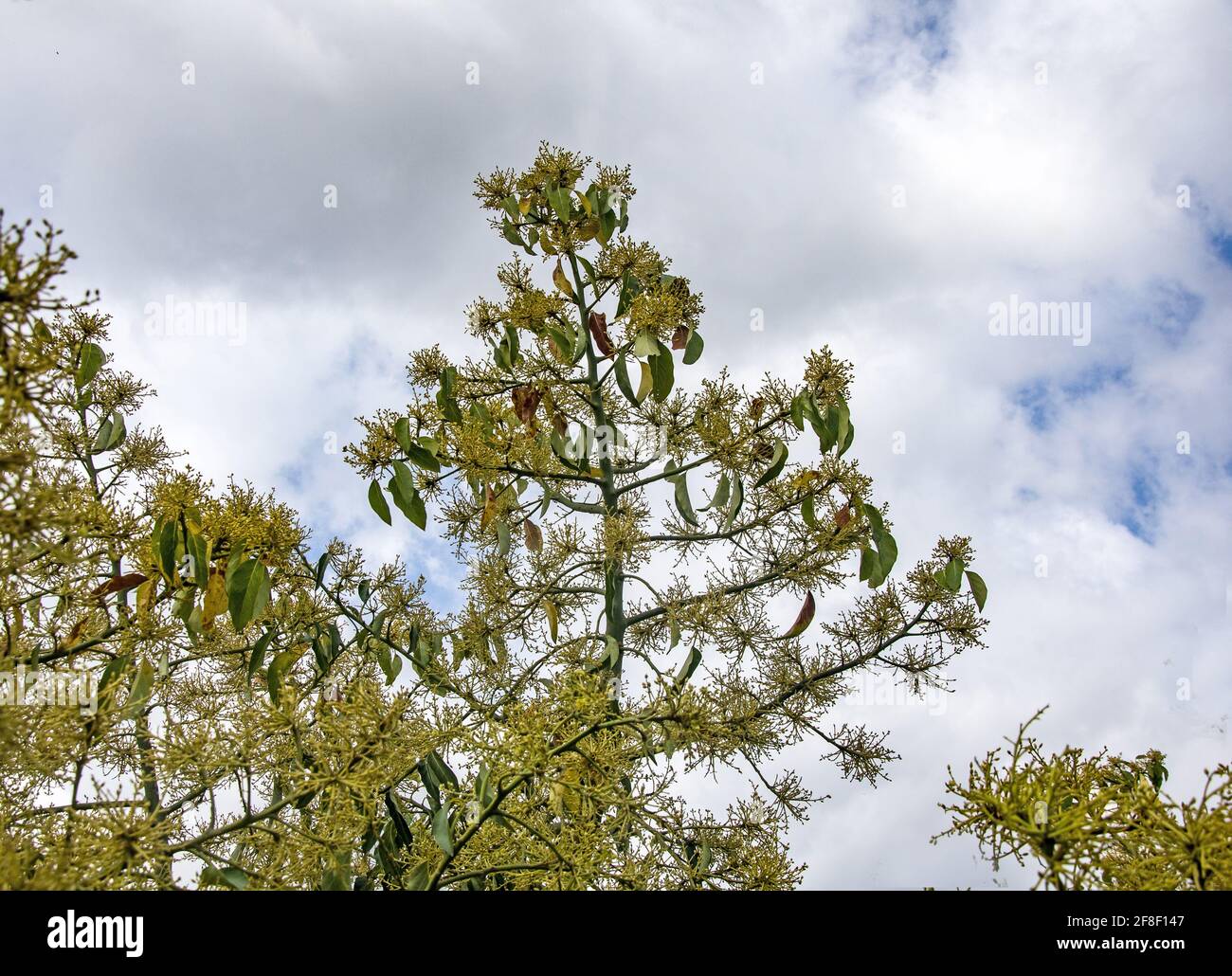 Avocado trees hi-res stock photography and images - Alamy