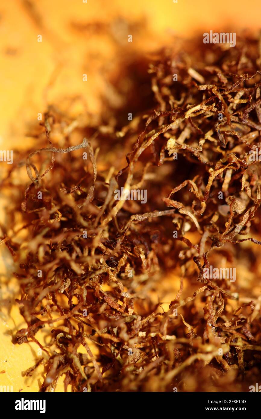 Rolling smoking tobacco leaves macro modern background stock ...
