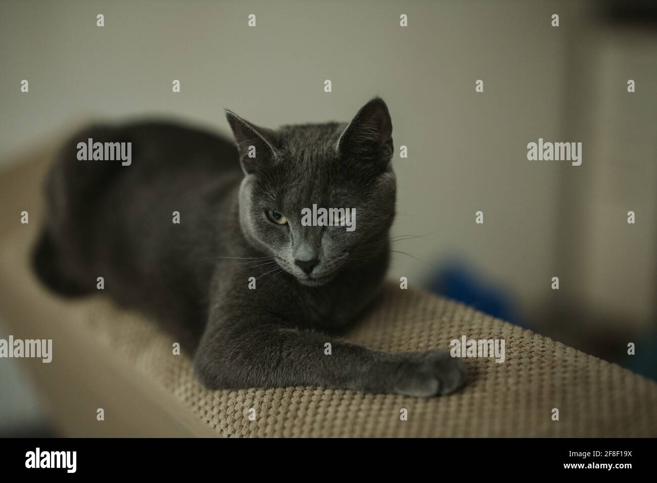 Selective focus shot of a gray cat laying on a couch, glancing at the ...
