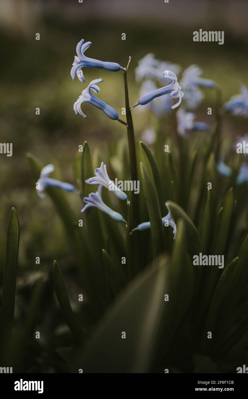 Group of tall, blue flowers in a field of tall grass and green plants ...