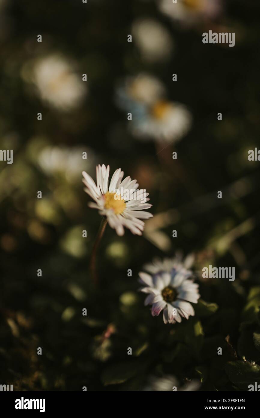 Vertical top view of a vibrant daisy in a field of dark green grass ...