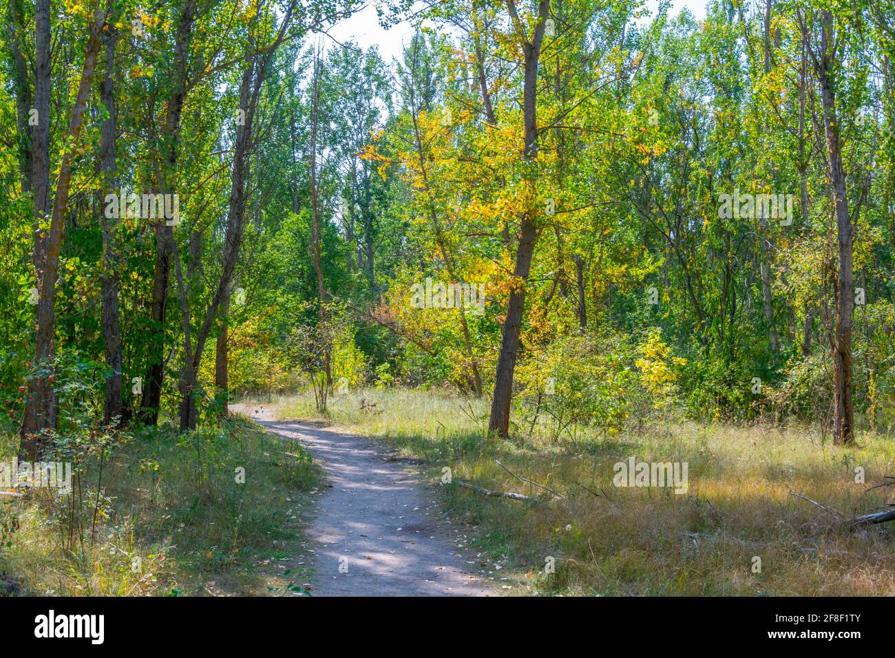 Nature takes over the Ukrainian town Pripyat Stock Photo - Alamy