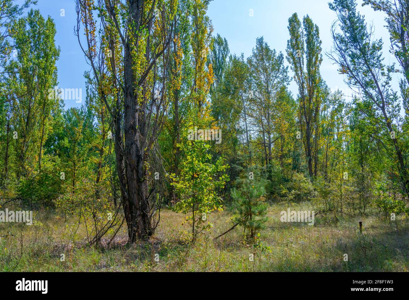 Nature takes over the Ukrainian town Pripyat Stock Photo - Alamy
