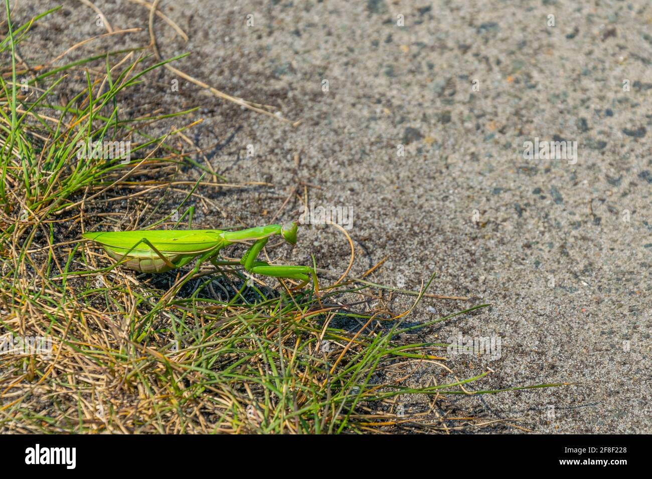Mantis in the Chernobyl exclusion zone Stock Photo - Alamy