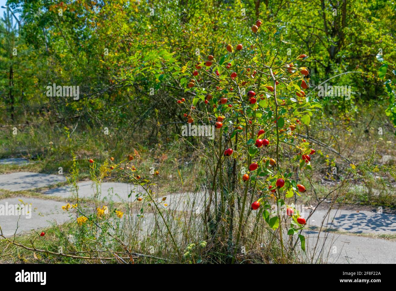 Nature takes over the Ukrainian town Pripyat Stock Photo - Alamy