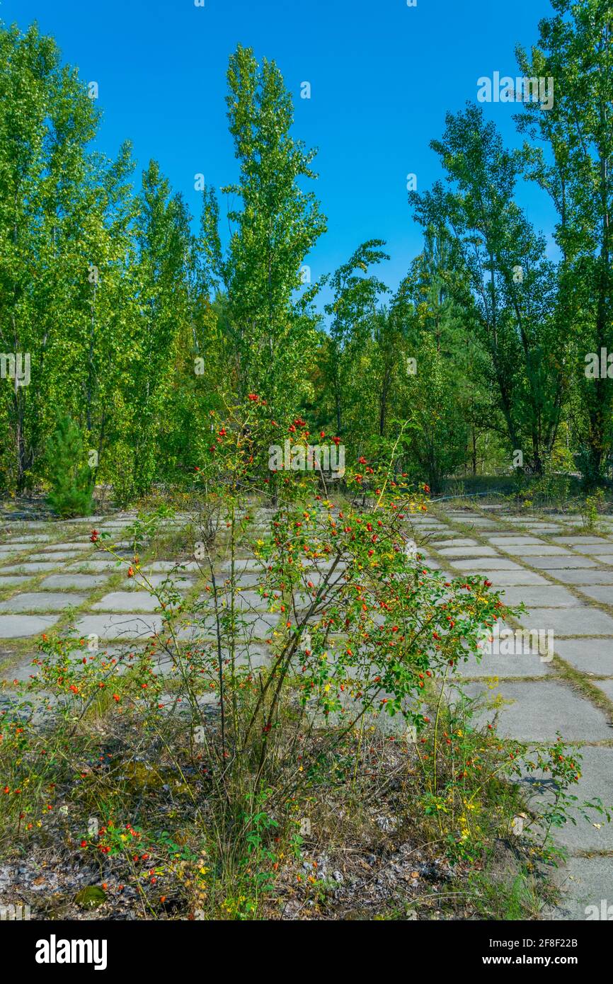 Nature takes over the Ukrainian town Pripyat Stock Photo - Alamy