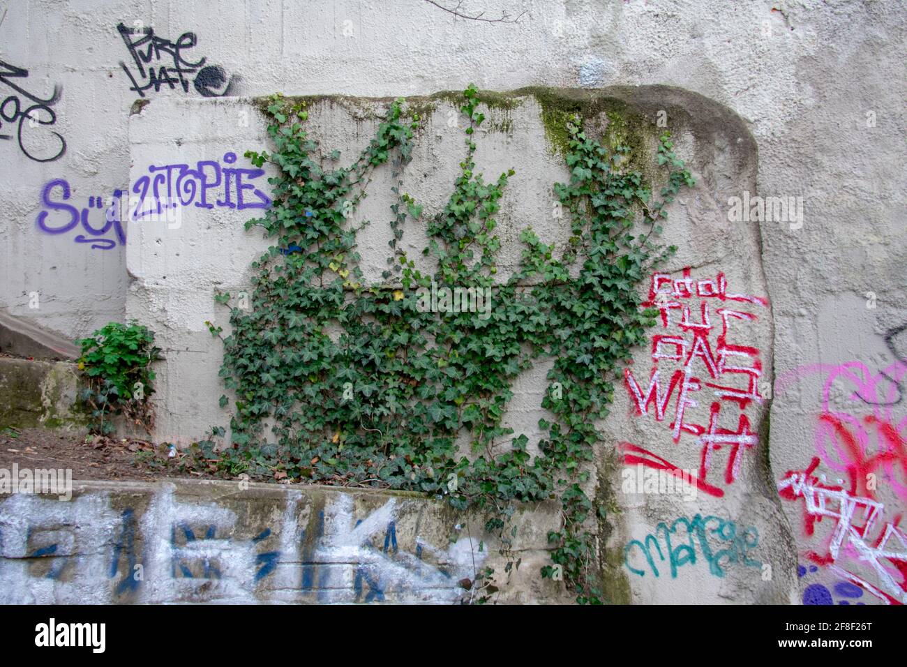 Ivy growing on Flakturm III in Volkspark Humboldthain Berlin Stock ...