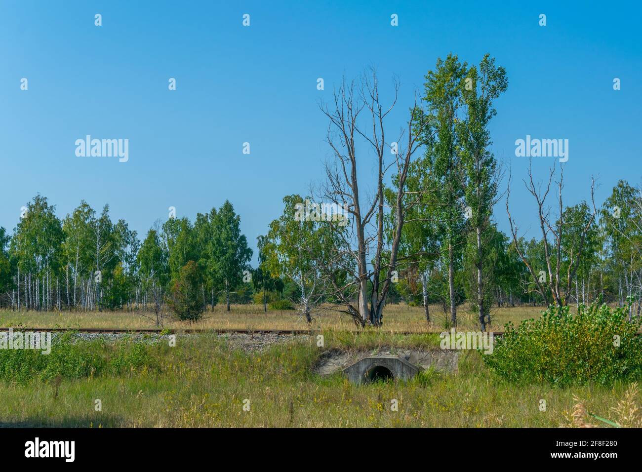Red forest chernobyl hi-res stock photography and images - Alamy