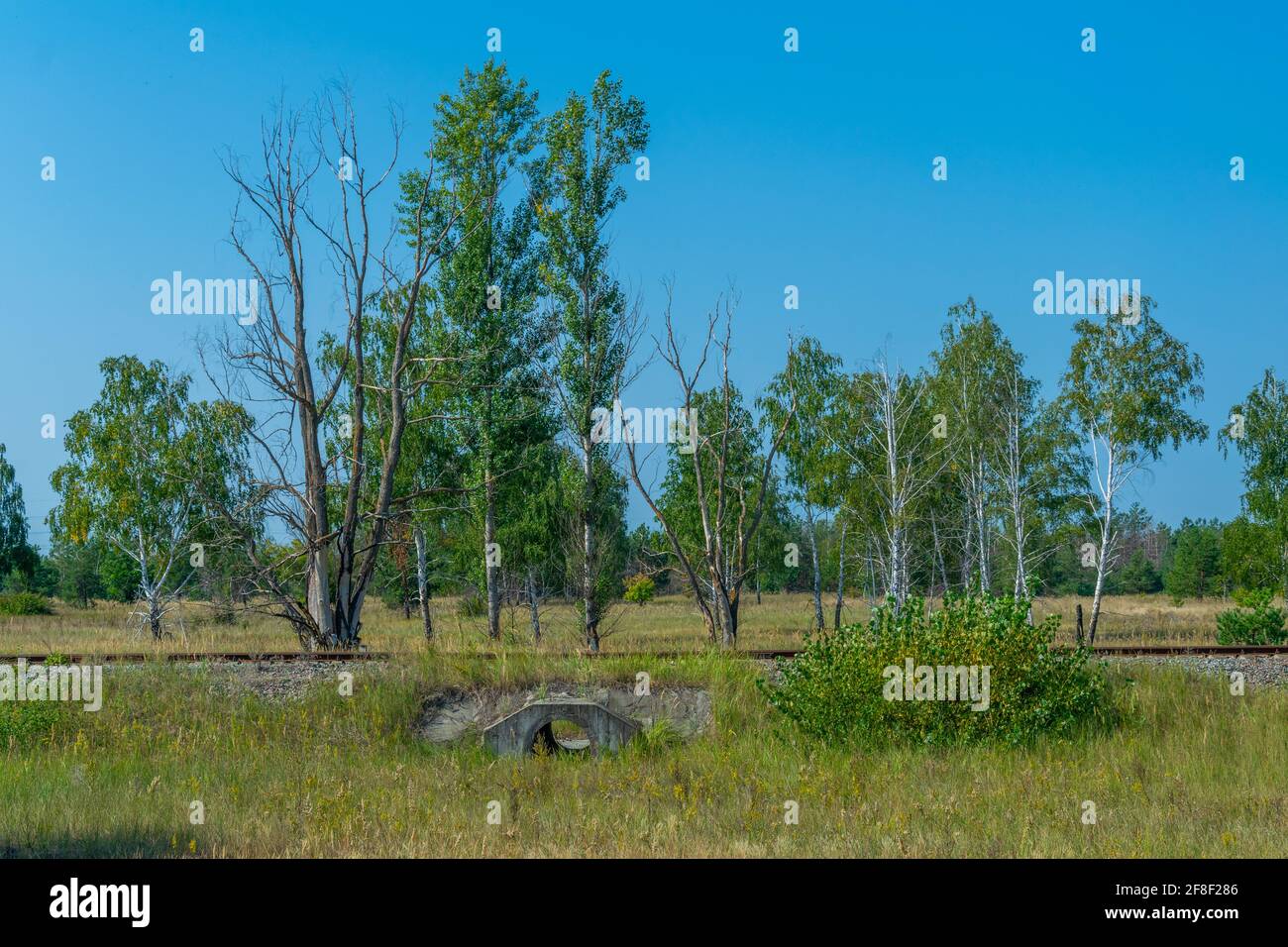 Red forest chernobyl hi-res stock photography and images - Alamy