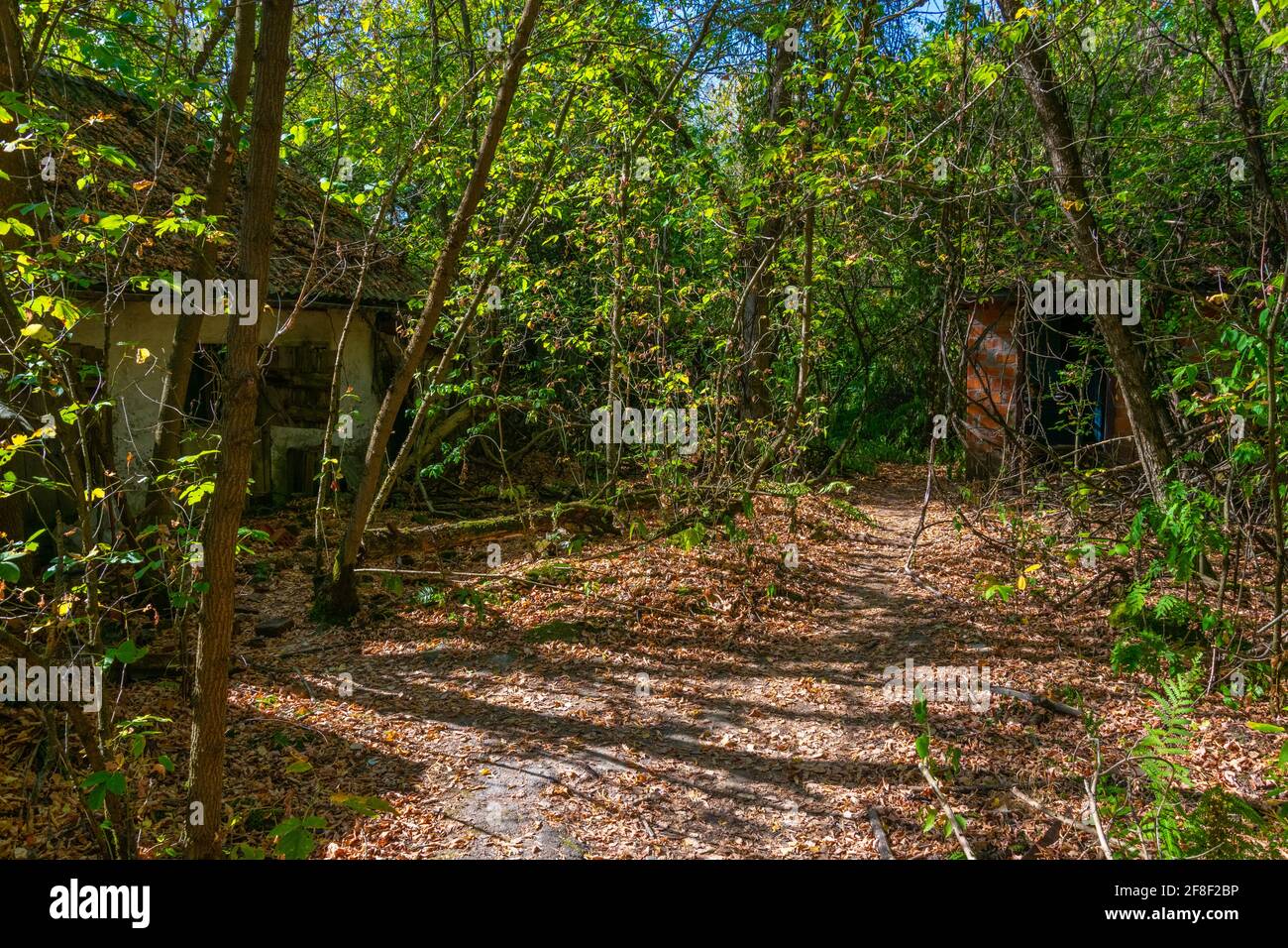 Nature takes over an abandoned village inside of the Chernobyl ...