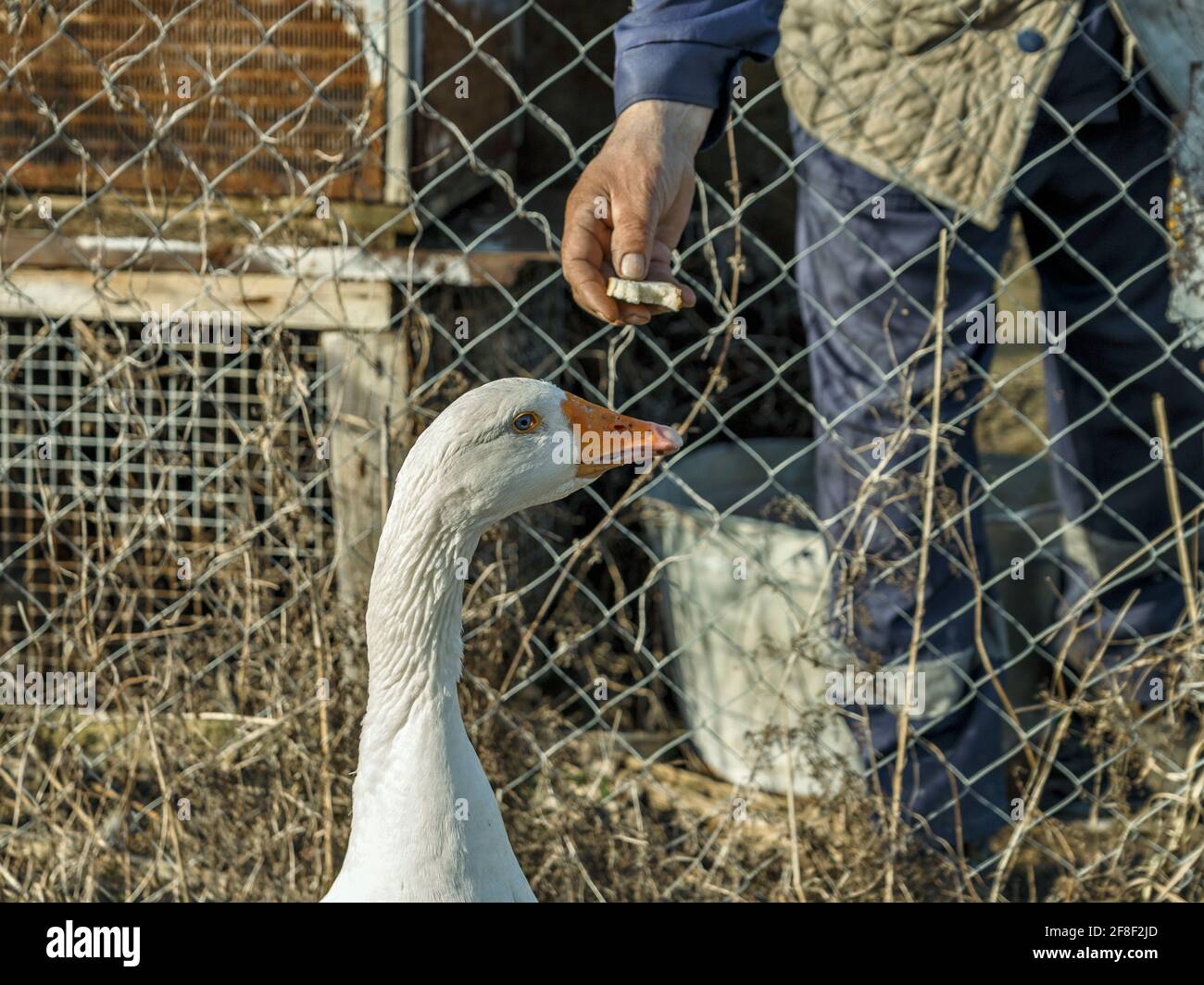 Eats white bread hi-res stock photography and images - Alamy