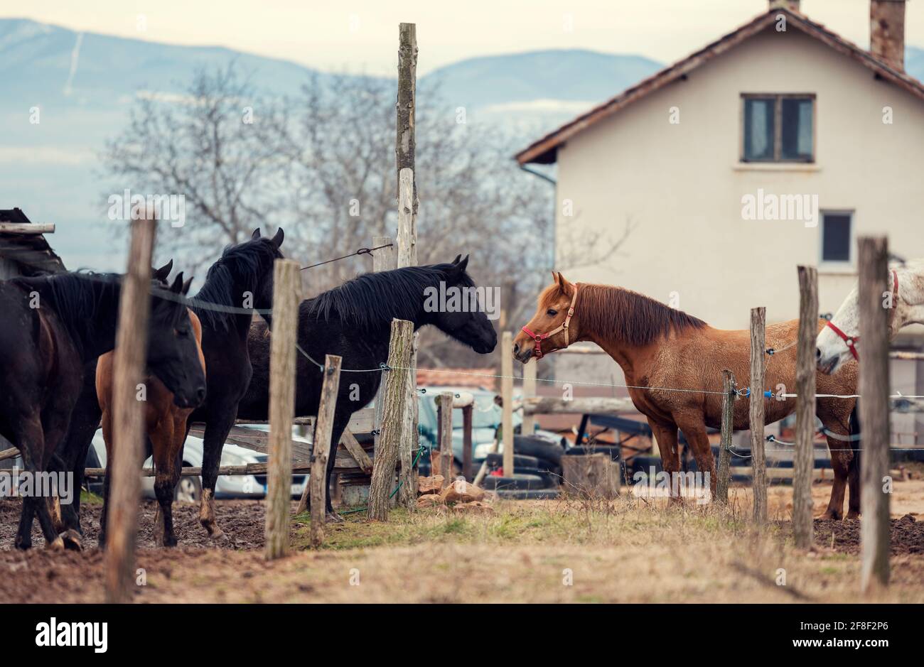 Dirty horses in a muddy riding arena with electric fence in countryside ...