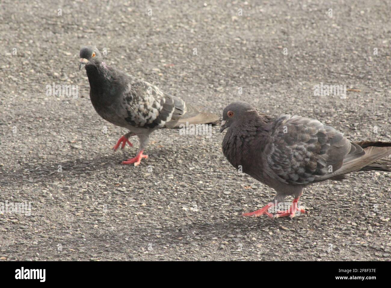 Mating Dance of Pigeons on the street Stock Photo - Alamy