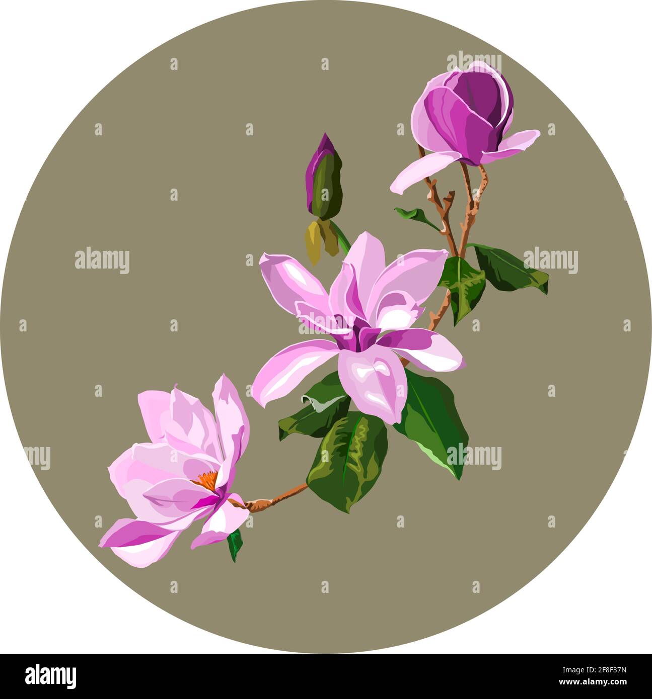 Beautiful blossom pink magnolia Stock Vector Images - Alamy