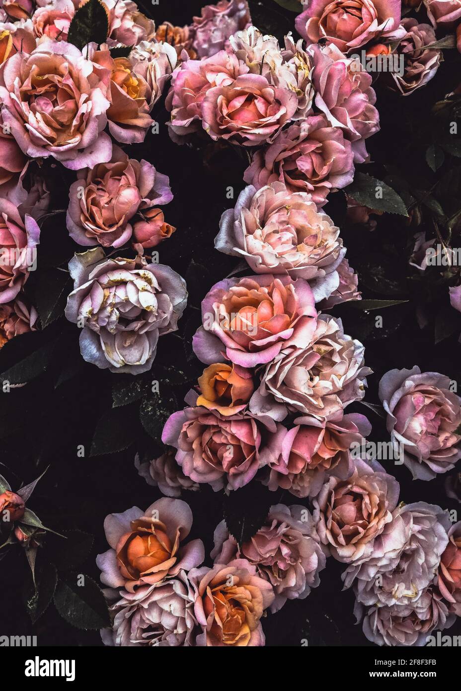 Pale pink rose blossoms on a rose bush in the soft spring light Stock ...