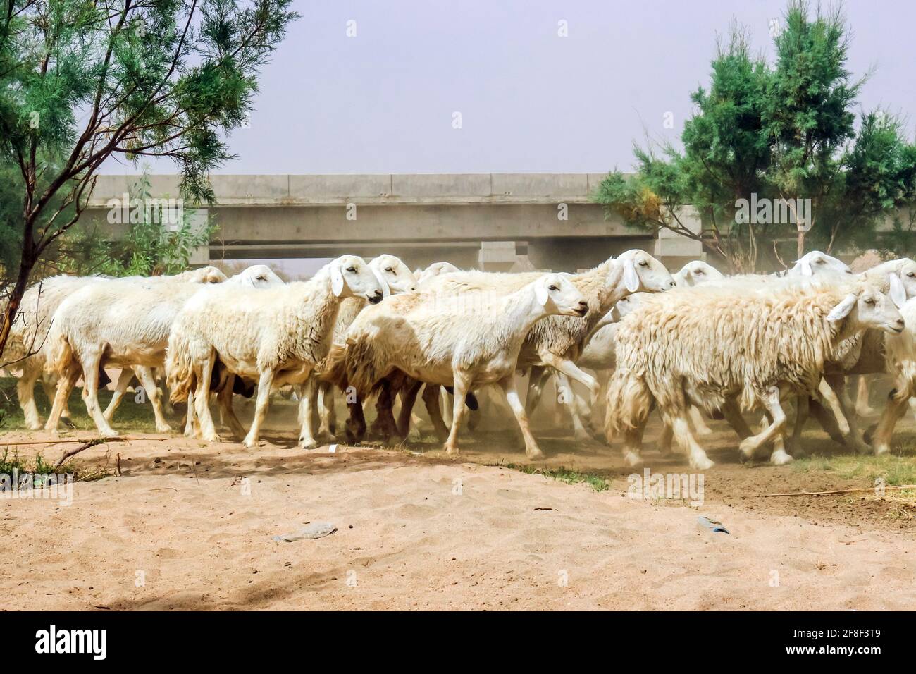 Goat farming scene hi-res stock photography and images - Alamy