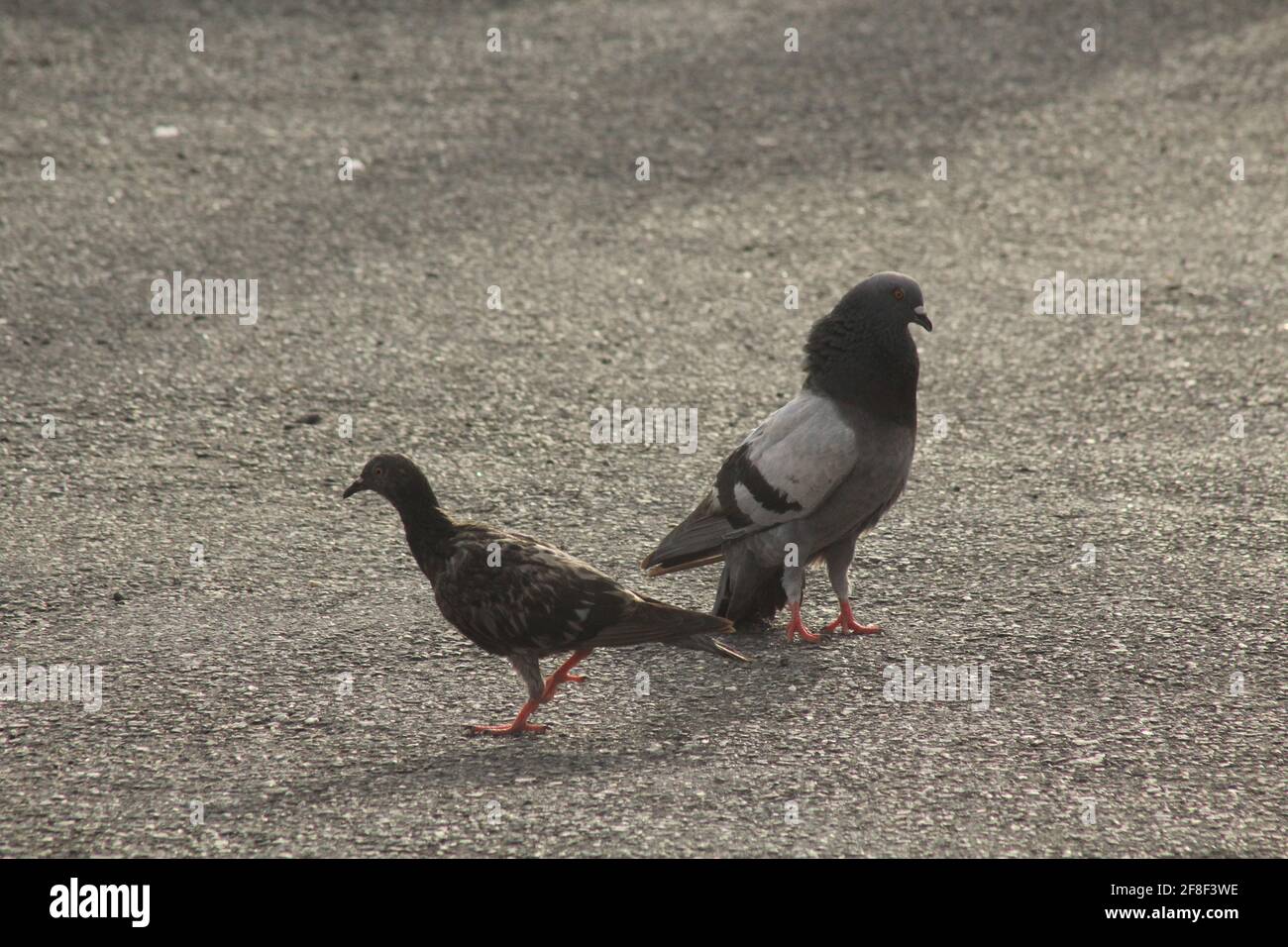 Pigeon mating dance hi-res stock photography and images - Alamy